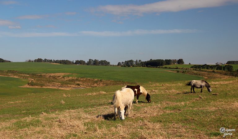 O que fazer em Witmarsum em um fim de semana - Apure Guria